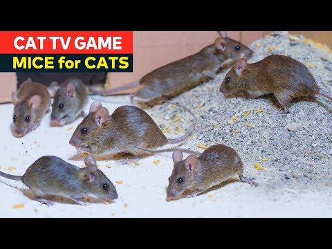Cat Games - Rat/Mice for Cats to Watch | Mouse Videos for Cats to Watch