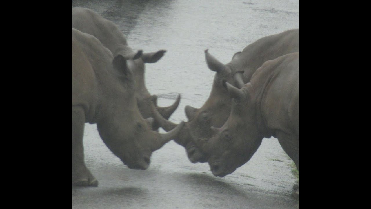 Rhino Battle - YouTube