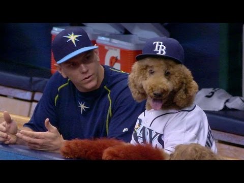 CLE@TB: Super Dog Max hangs out in the Rays' dugout