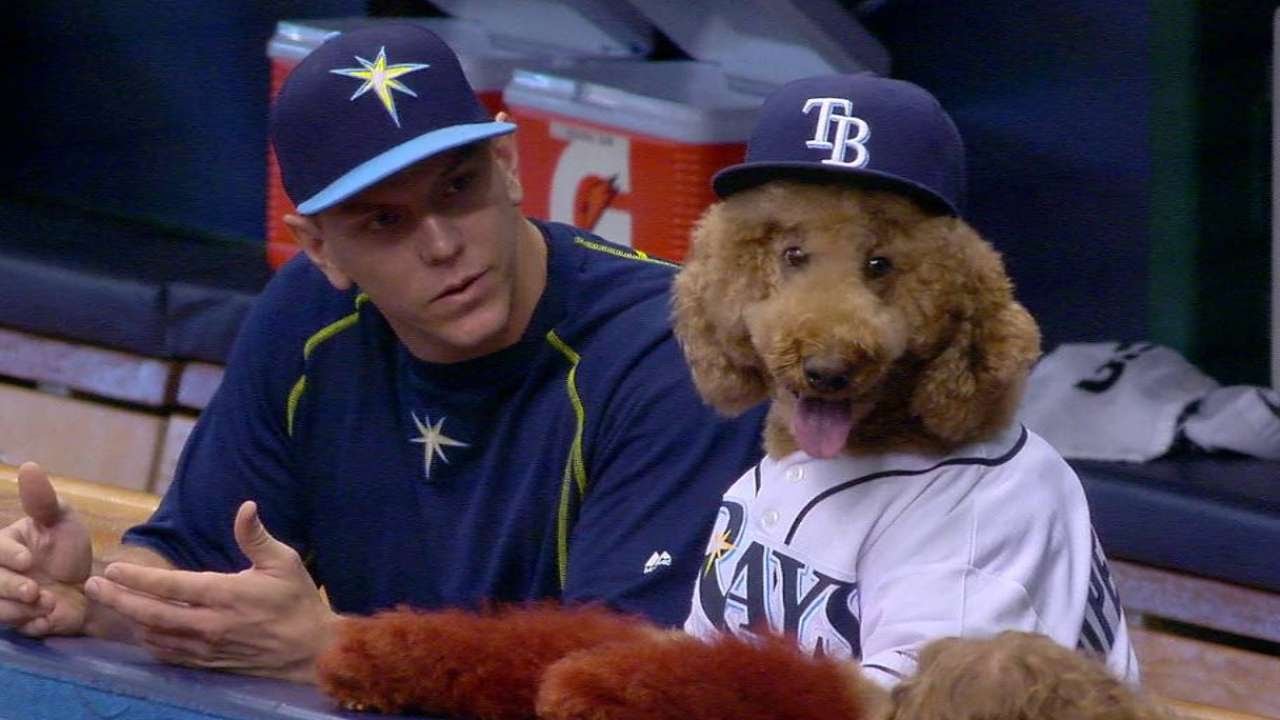 CLE@TB: Super Dog Max hangs out in the Rays' dugout - YouTube