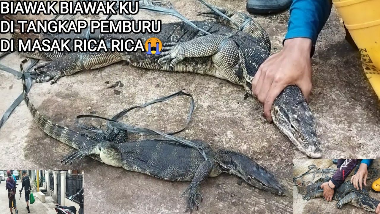 BIAWAK-BIAWAK KU,DI MASAK RICA RICA OLEH PARA PEMBURU ‼️ - YouTube