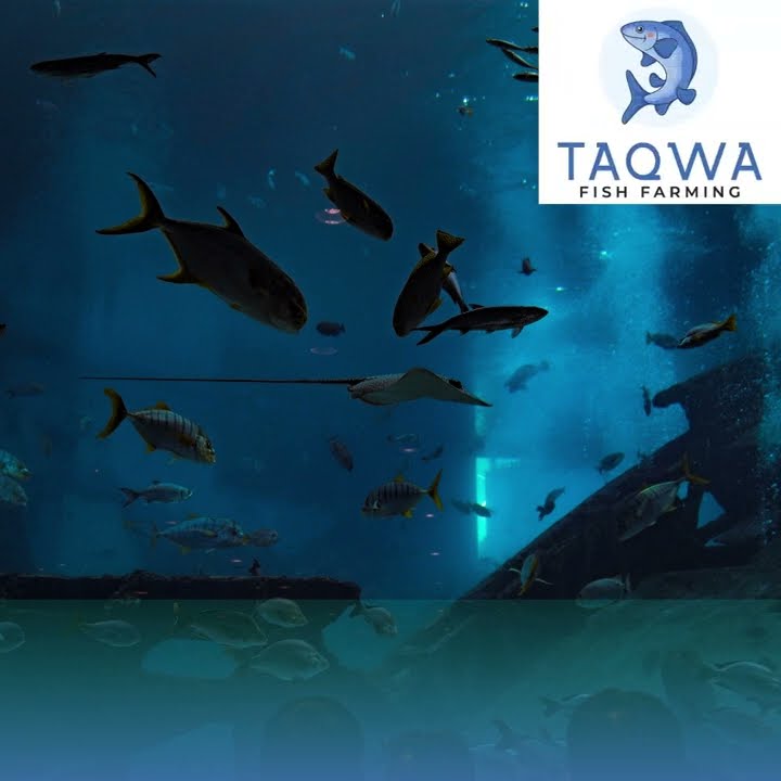 Taqwa Fish Farming - YouTube