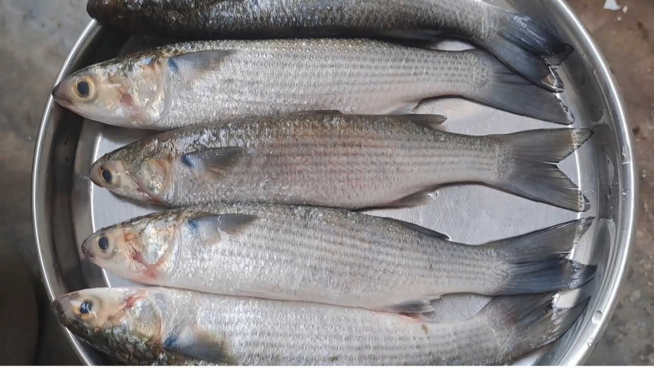 🐠Subscribe மடவை மீன் சுத்தம் செய்வது எப்படி Grey Mullet Fish #fish # ...