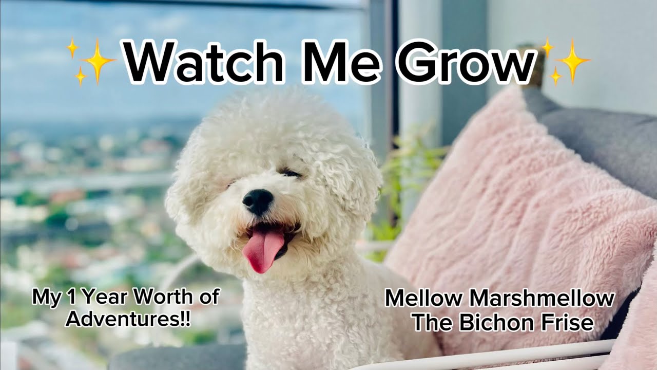 Bichon Frise 1 Year Growth! What it’s like living with a Bichon Frise ...