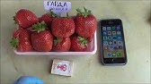 БРИЛА . Итальянский сорт клубники с красивой, удлиненной ягодой. / 08. ...