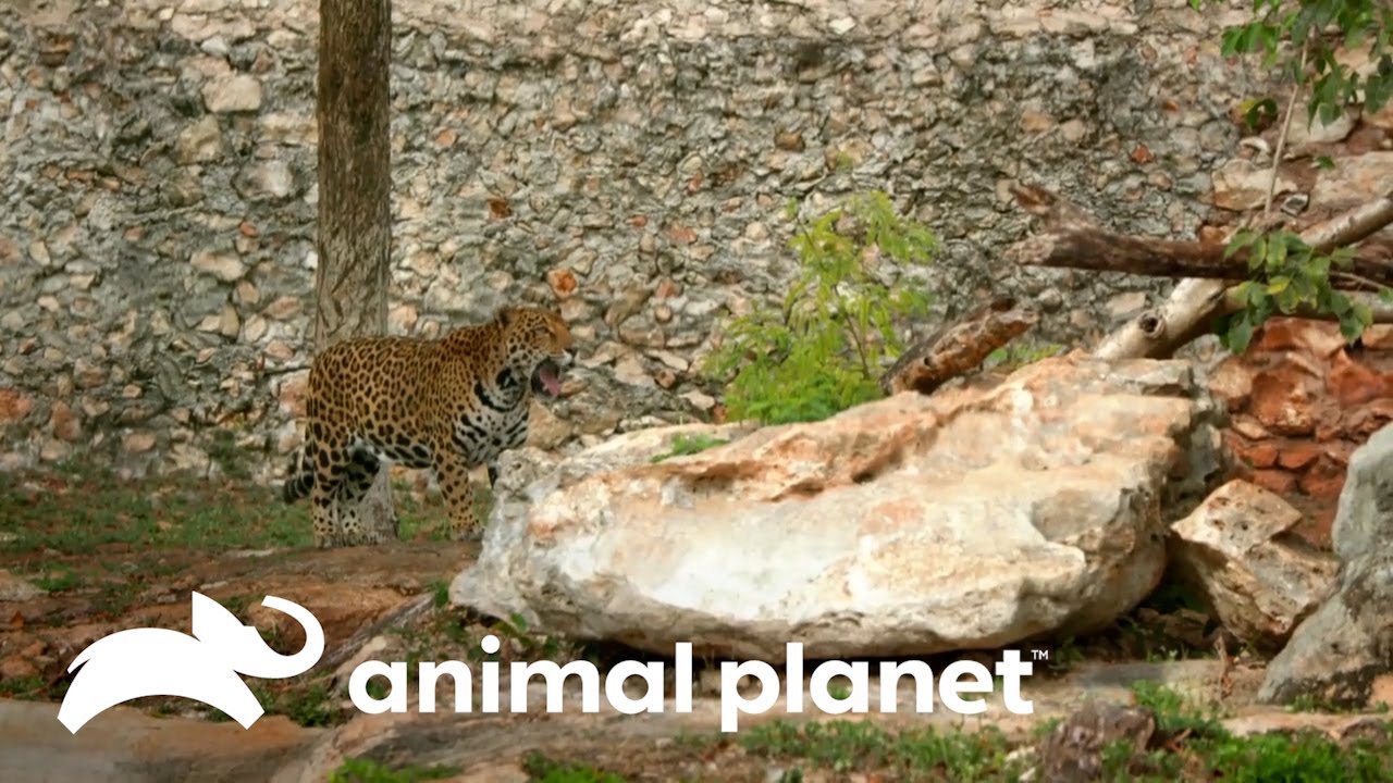 El doctor Jeff atiende a peligroso jaguar rescatado | Dr. Jeff ...