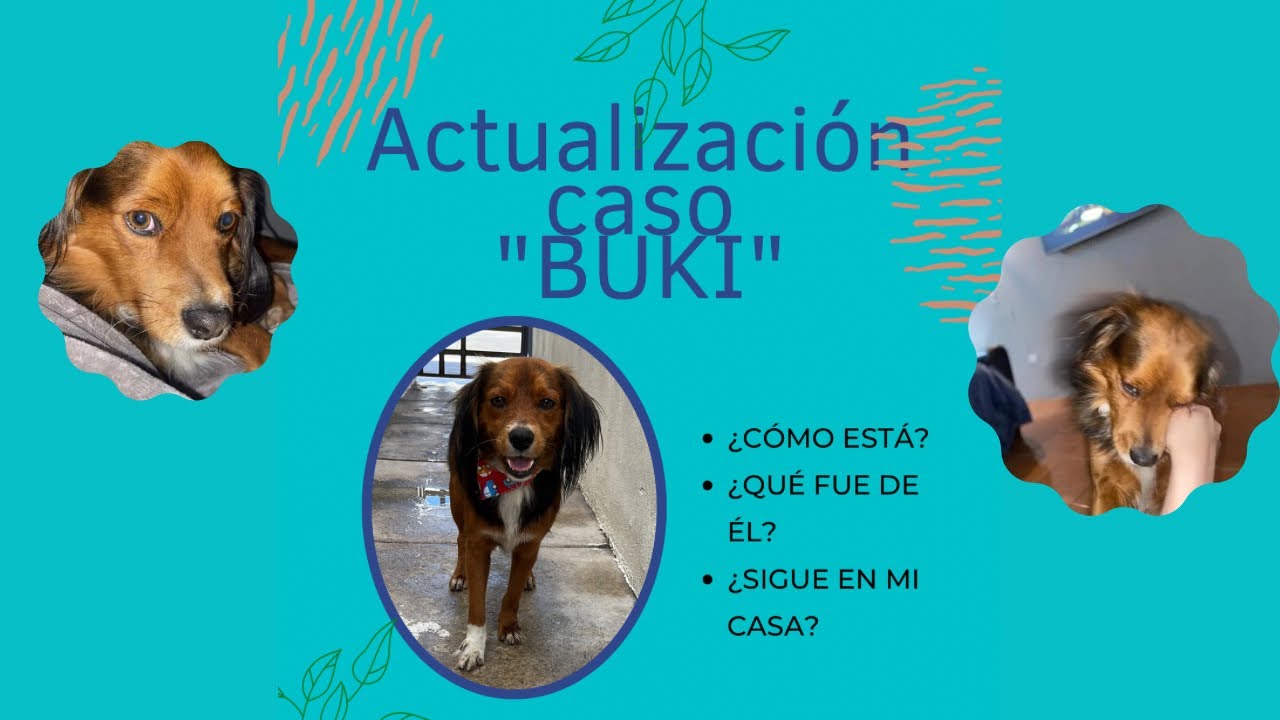 Recuerdan a BUKI? Qué pasó con él? - YouTube