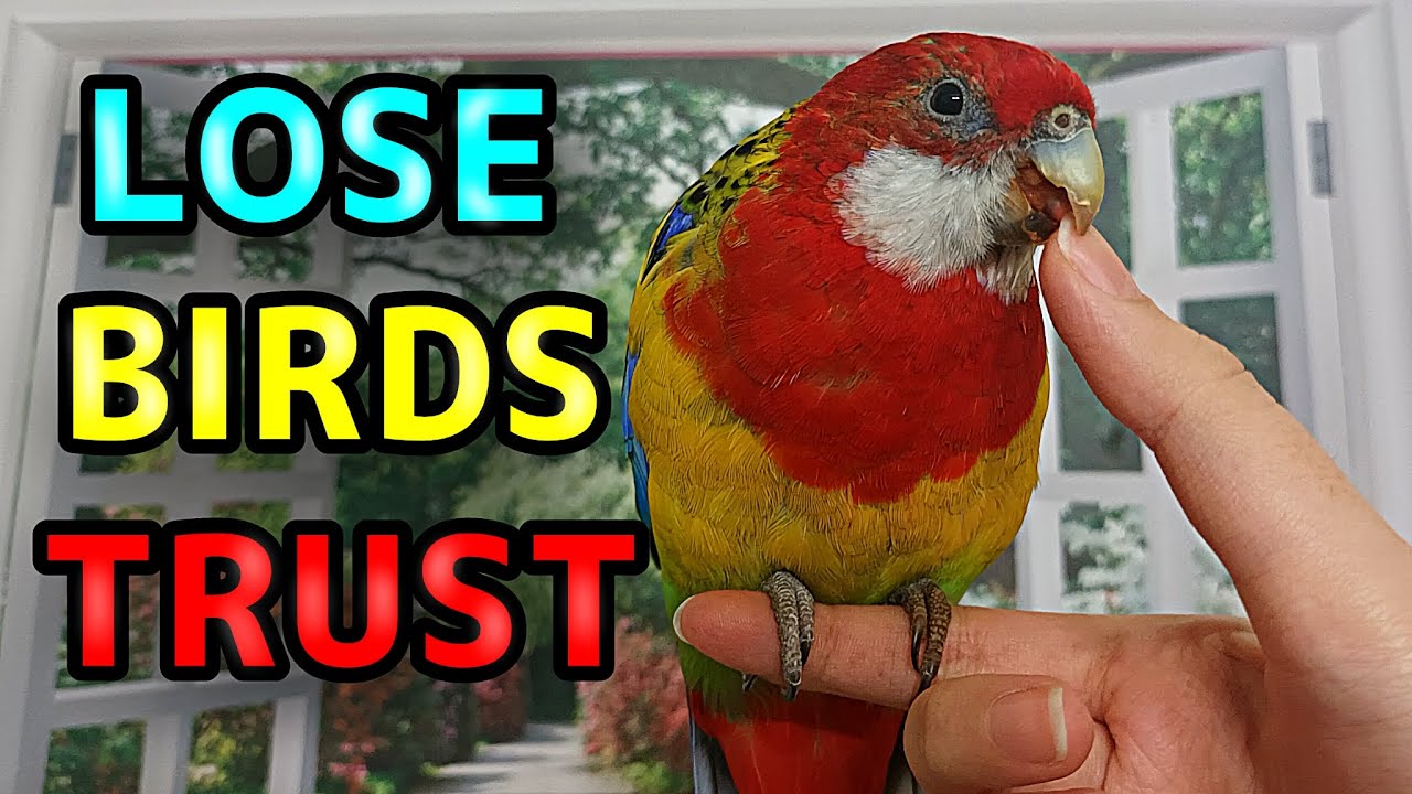 Ways To Lose Bird's Trust - YouTube