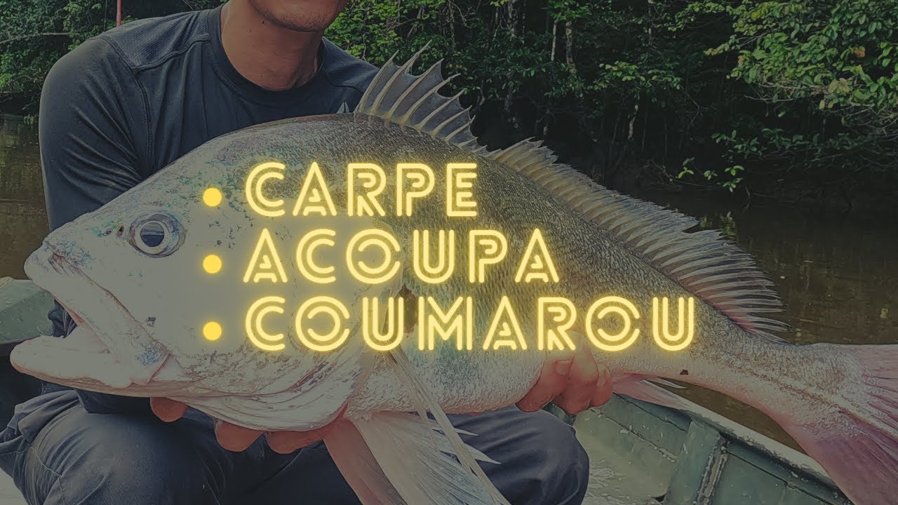 Pêche Guyane : CARPE - ACOUPA RIVIERE - COUMAROU - RAIE DANGEREUSE ...