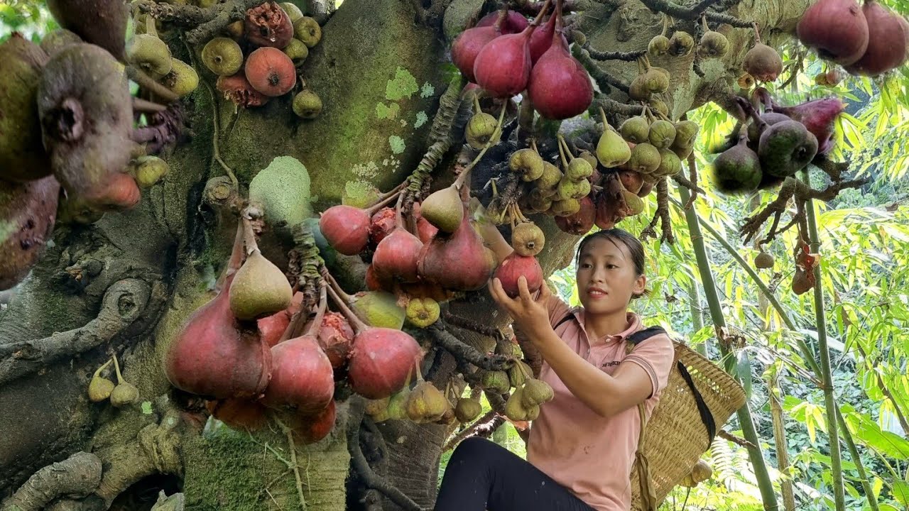 Harvest fruit from the Forest and bring it to the market - Pet care ...