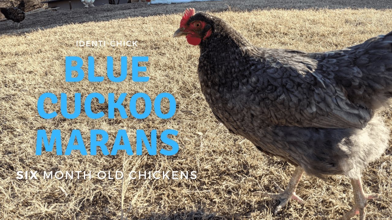 Blue Cuckoo Marans: 6-Month-Old Chickens - YouTube
