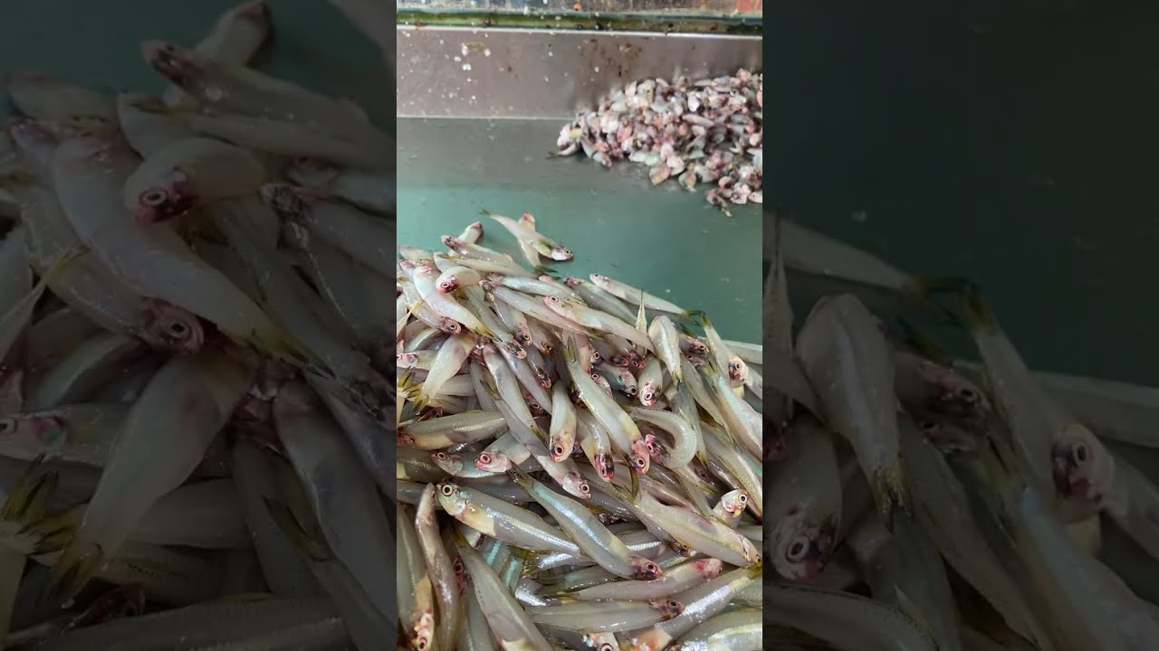 Babar Dan fish is live - YouTube