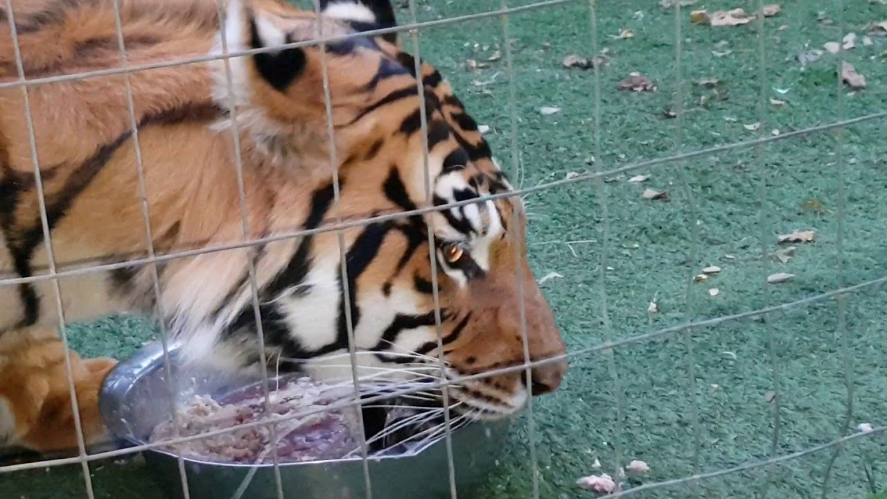 Intimidating tiger ! - YouTube