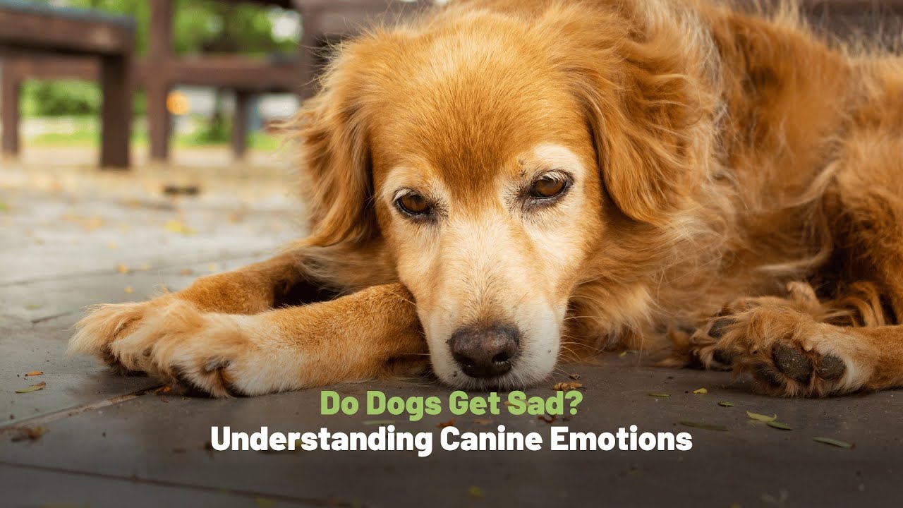 Do Dogs Get Sad? Understanding Canine Emotions - YouTube