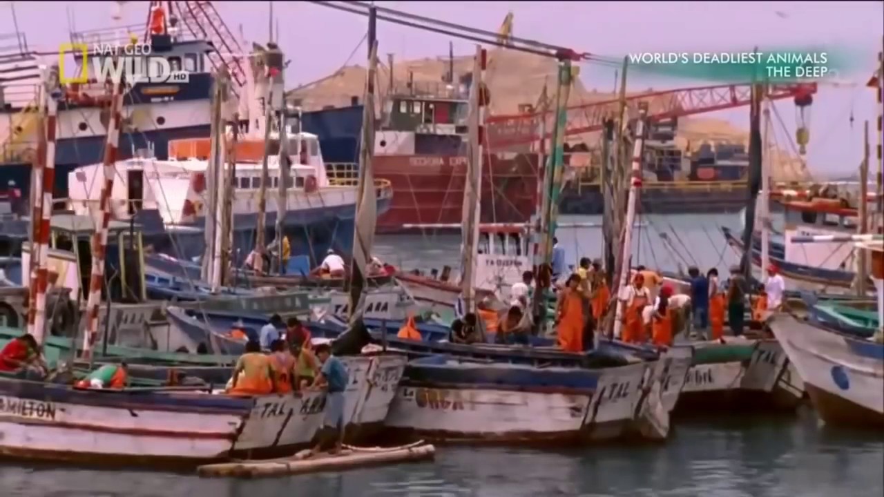 Nature documentary 2016 World's Deadliest animal planet HD Discovery ...