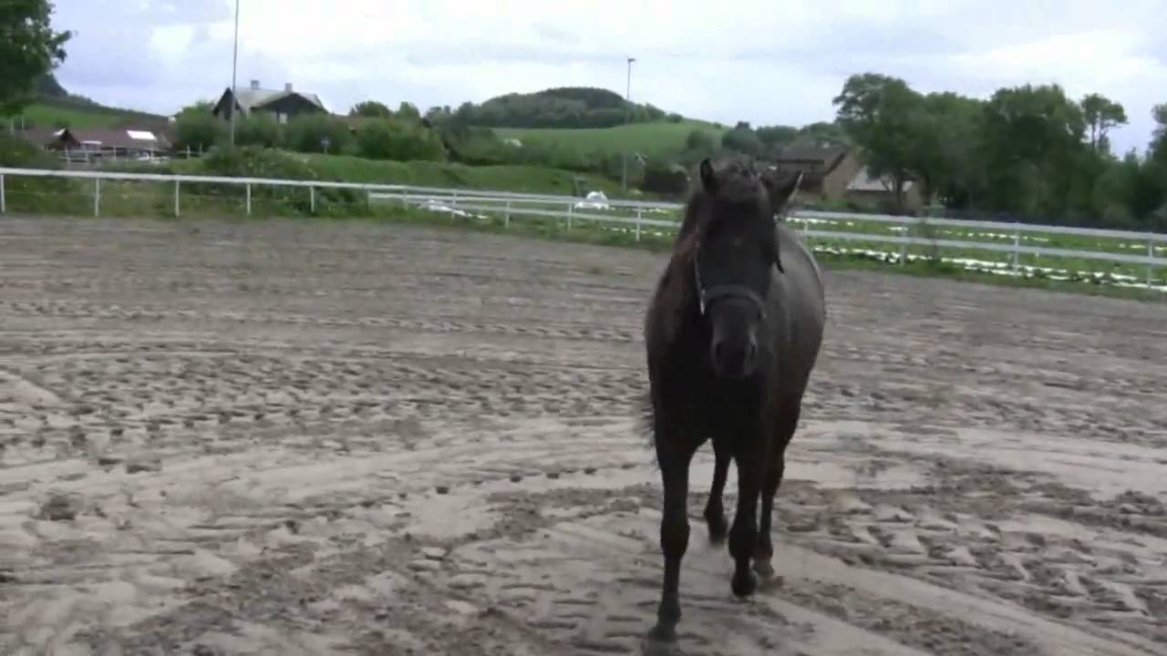 Young Problem Horse Stallion Training Day 9 - YouTube