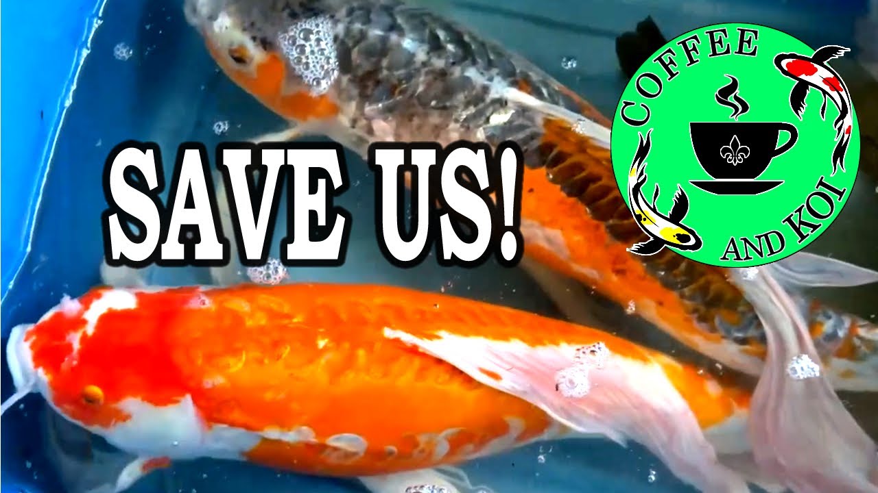 KOI FISH RESCUE! - YouTube