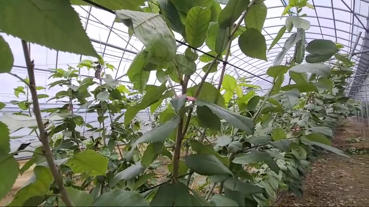 ㅡ체리재배 성공의길ㅡ VV UFO 수형 관리 1 🍒 sweet cherry tree - YouTube