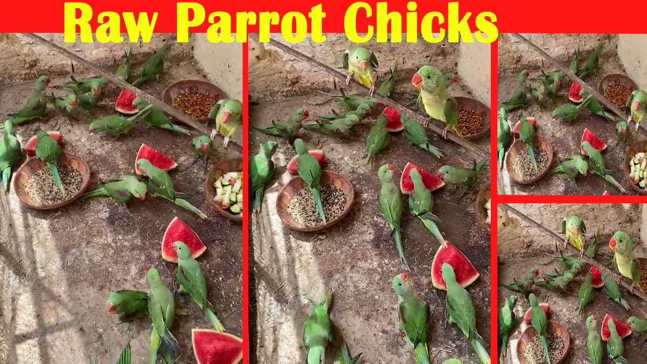 Parrots Raw Parrot breeding Season 2020 | Raw parrots Chicks | Kashmiri ...