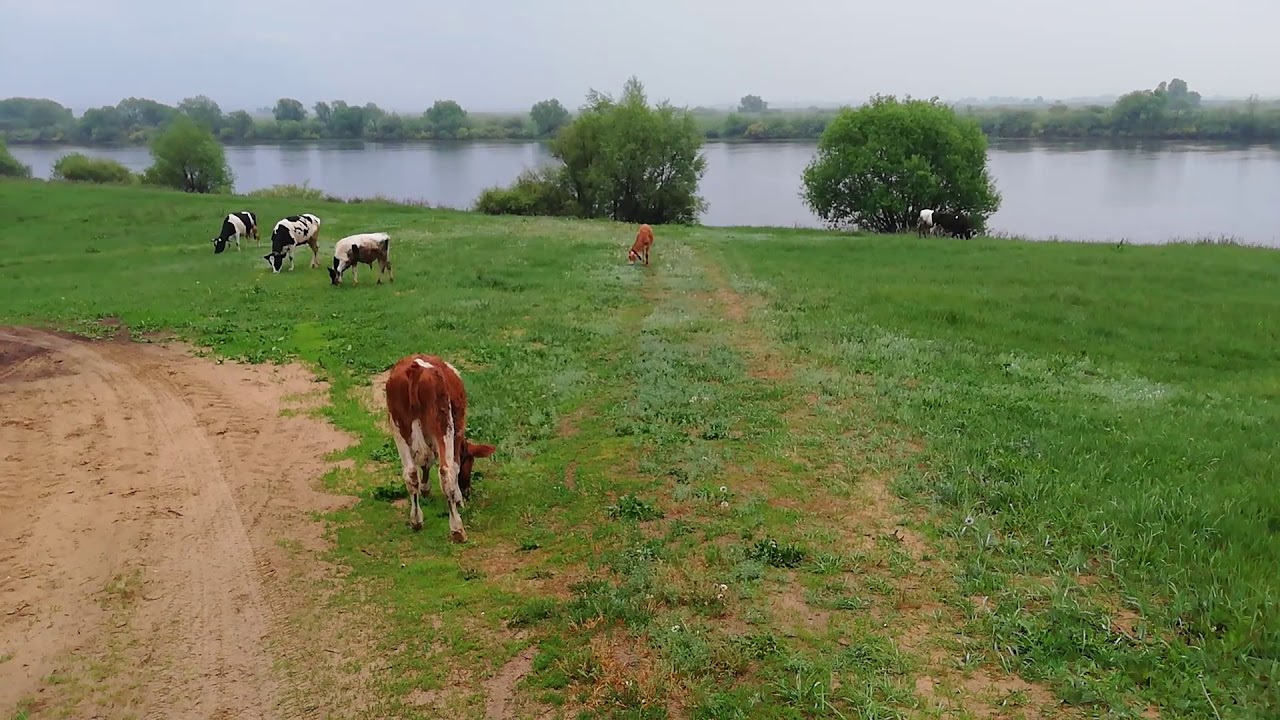 Как мы идём домой с луга - YouTube