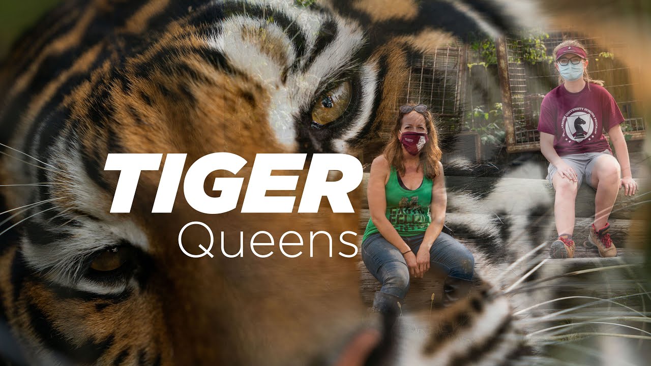 Tiger Queens - YouTube