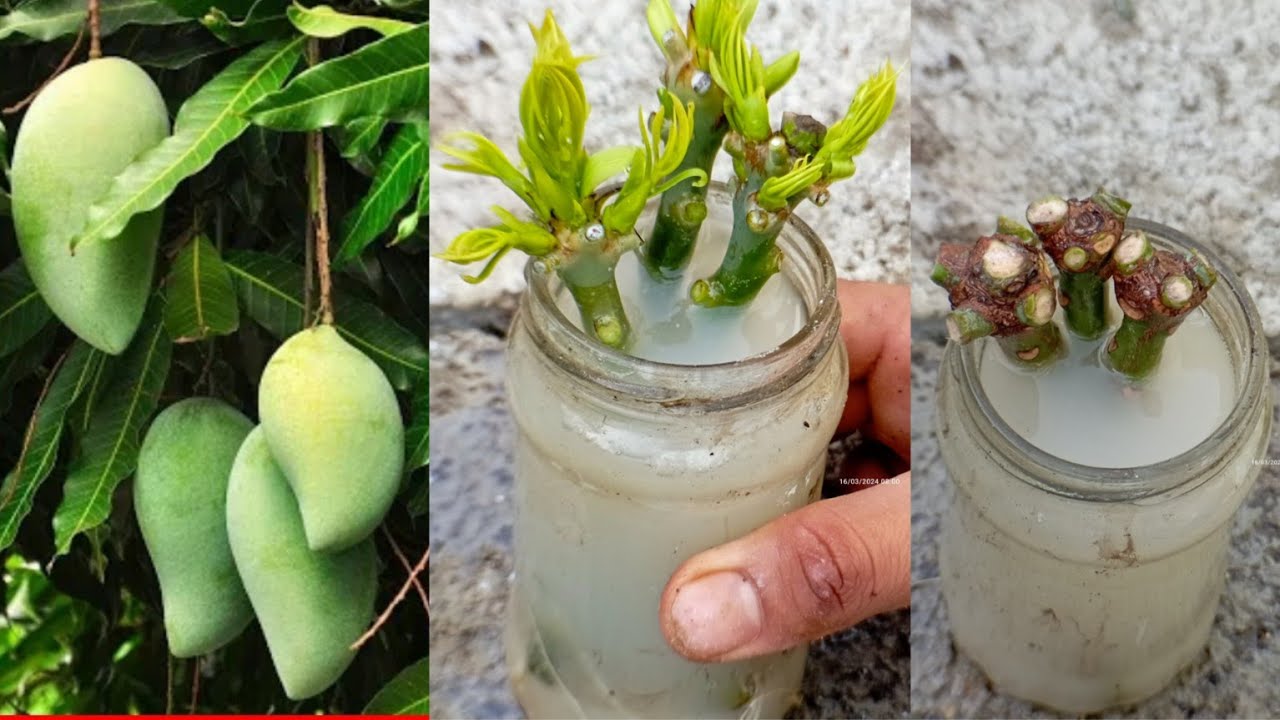 Mango tree rooting with baby powder guaranteed success - YouTube