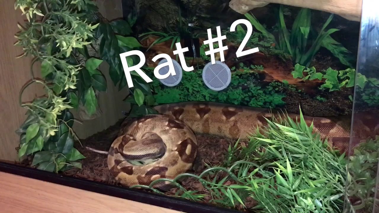 Feeding 8ft Boa Constrictor 3 Rats. - YouTube