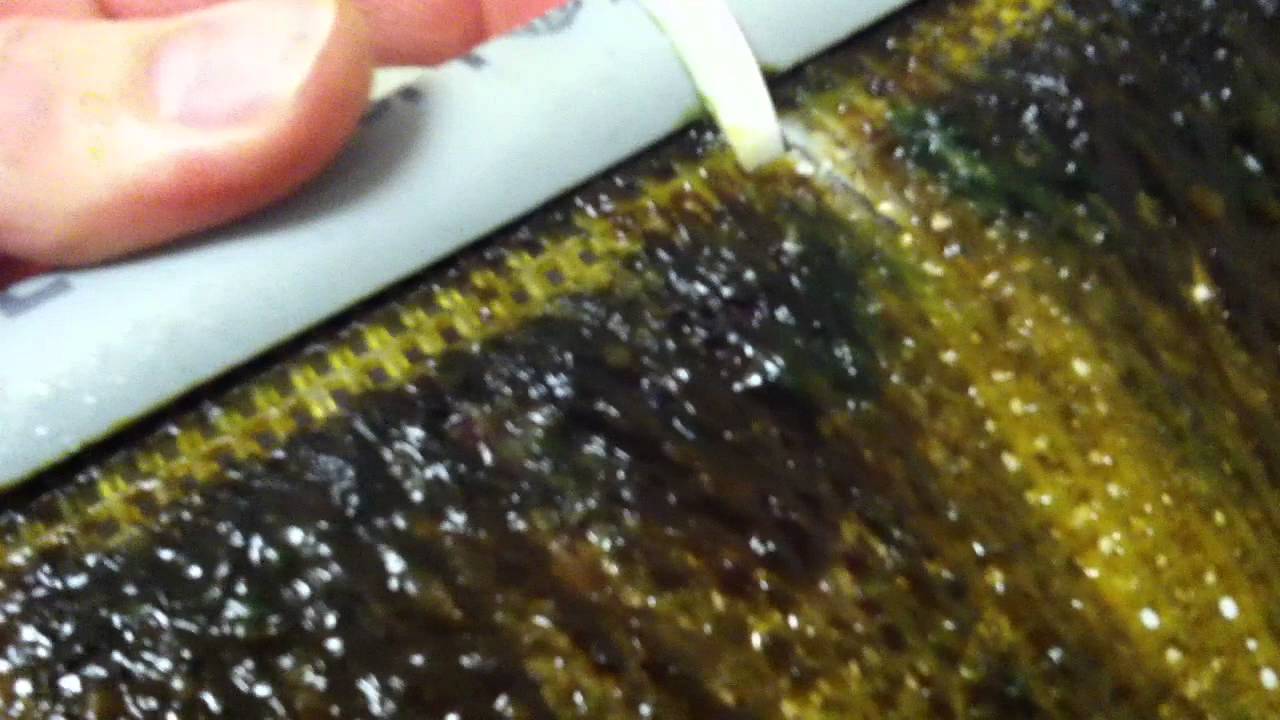 L2 Algae Scrubber Cleaning #1, 13 days growth from bare screen (my 120 ...