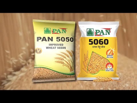PAN 5050 & PAN 5060 | PAN Improved Wheat Seeds | Uttar Pradesh and ...