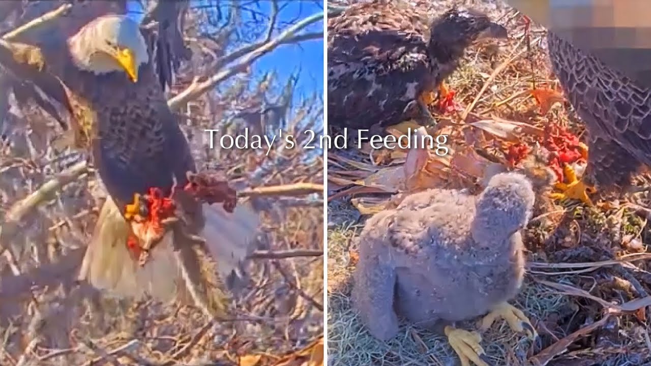 #265🦅🐥39°🐥34°／Winter Park Eagle Nest 2026／Against All Odds:One-Eyed Mom ...