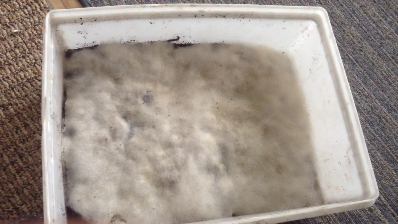 Follow up on inoculating used soil with Growvana to put life into and ...