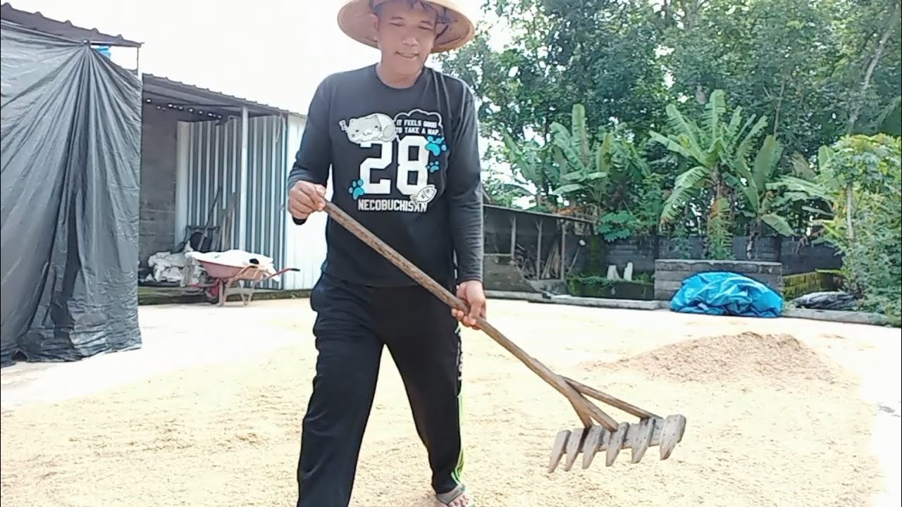 BISMILLAH MEPE GABAH di Paringono Panas ben cepet garing - YouTube