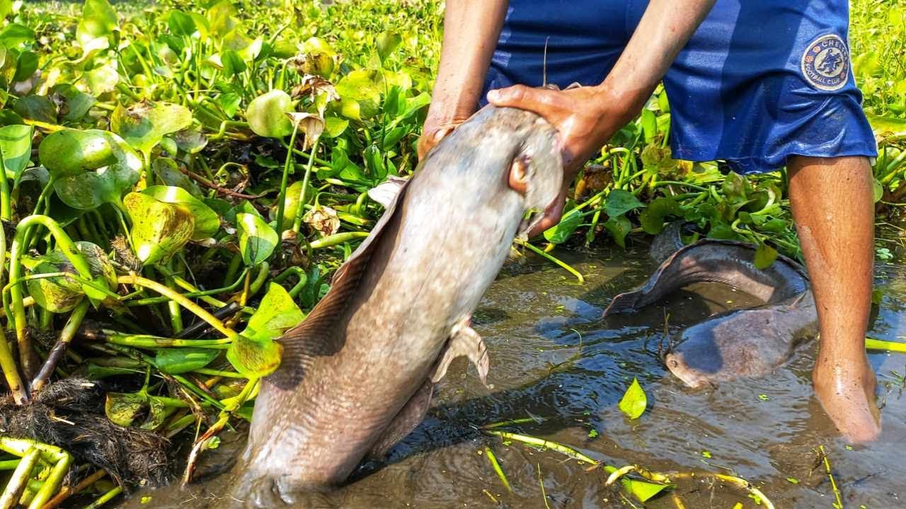 Unbelievable Fishing By Hand. Amazing Boy Catching Big Fish Under The ...
