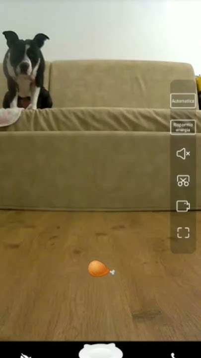 Pawbby Dog Camera & treat cam. - YouTube
