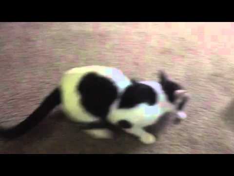 Cat Attacks Live Mouse!!! - YouTube