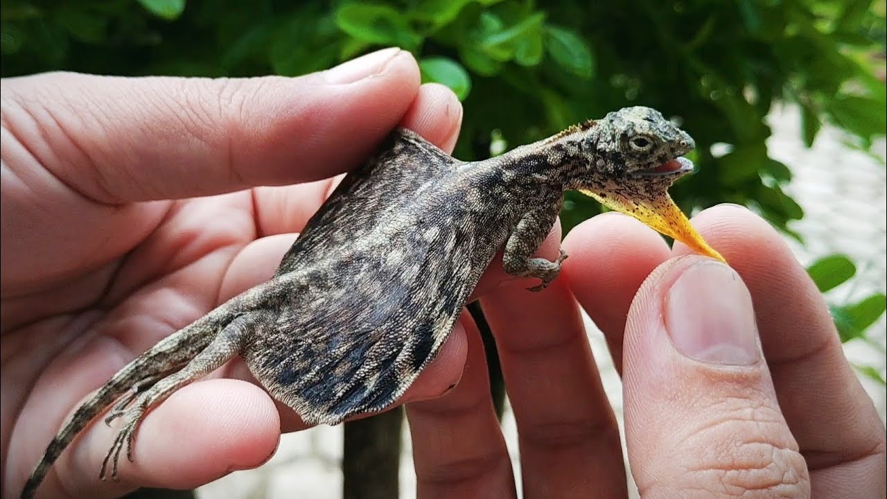 Hewan langka naga terbang yang mulai punah - kadal terbang atau cleret ...