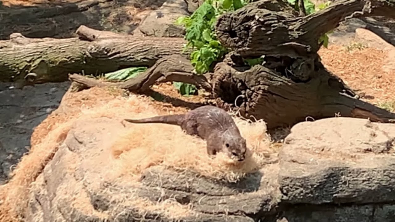 Asian Small-Clawed Otter building a nest | Columbus Zoo and Aquarium ...