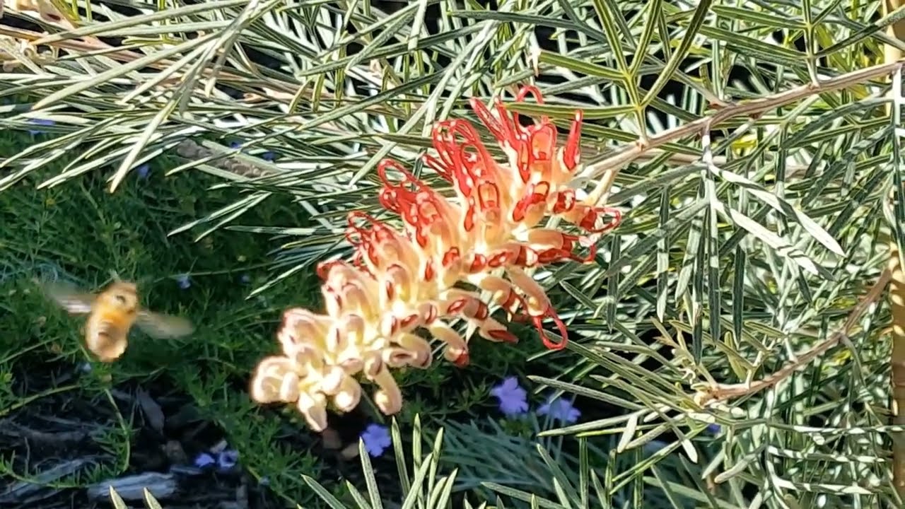 Honey Bees Nectar Collection In My Garden - YouTube