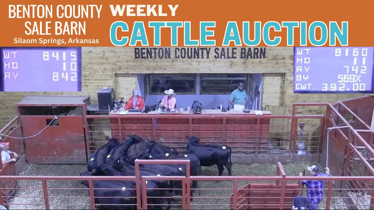 9/4/2025 -Benton County Sale Barn - Cattle Auction - YouTube