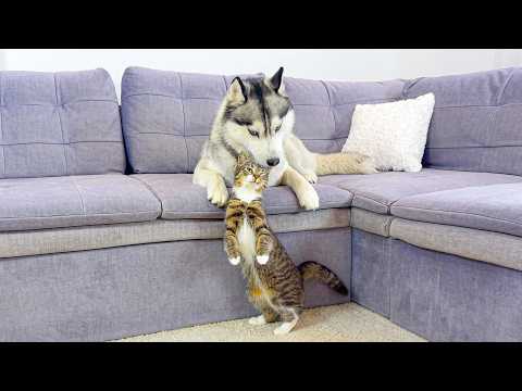 Husky Has No Idea How to Handle This Kitten… Watch What Happens