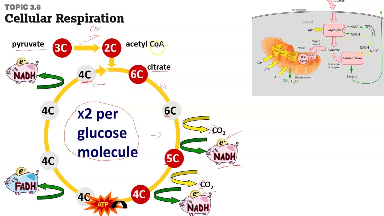 Cellular Energetics 3 6 (2 of 3) - YouTube