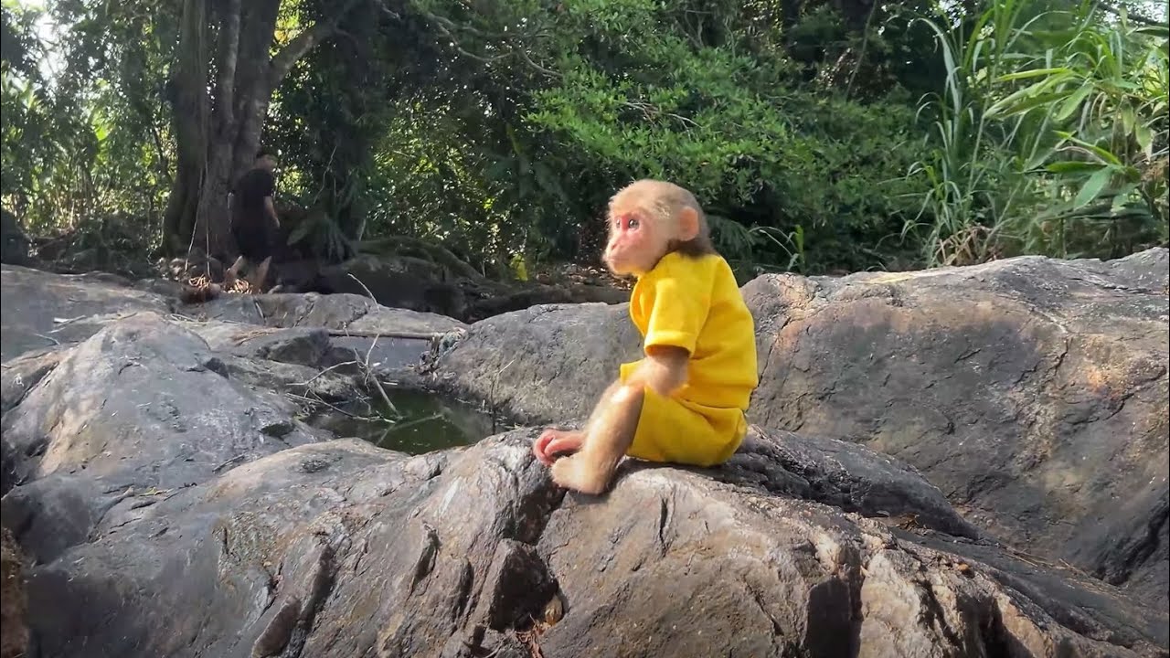 Monkey Luk happily explores the beautiful waterfall area - YouTube