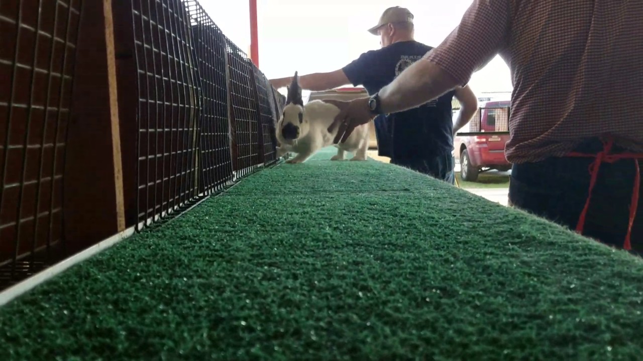Crosby Texas rabbit show (rhinelanders getting a little over-excited ...