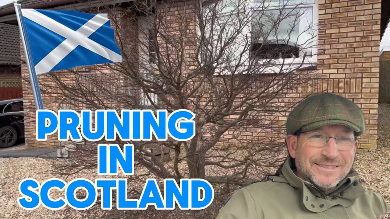 ACER PRUNE AND PATIO CLEAN IN SCOTLAND!! - YouTube