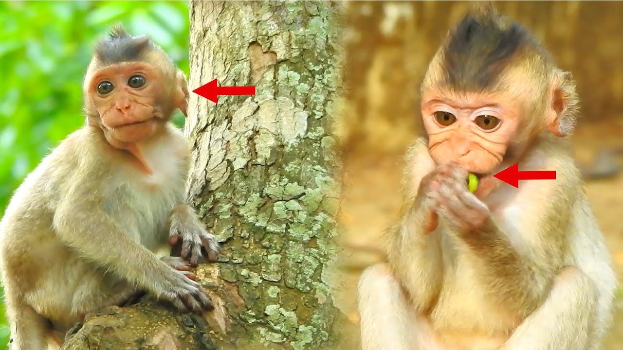 O-M-G The EMILY monkey was eating when he h/ea.rd something that s/ca ...