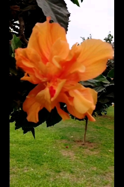Cucarda 🌺 Hibiscus rosa-sinensis, mucho más que una planta ornamental # ...
