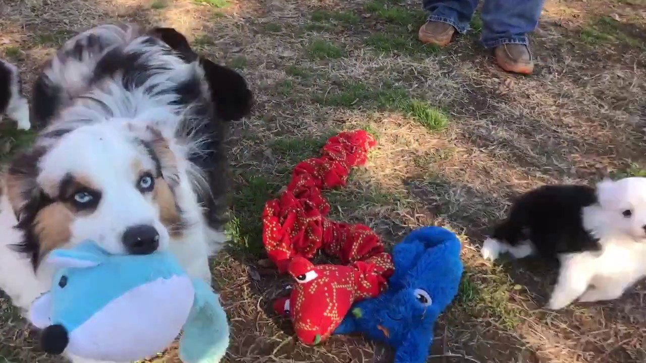 Gia's litter of Toy Aussies play at Lindsey's Aussies - YouTube