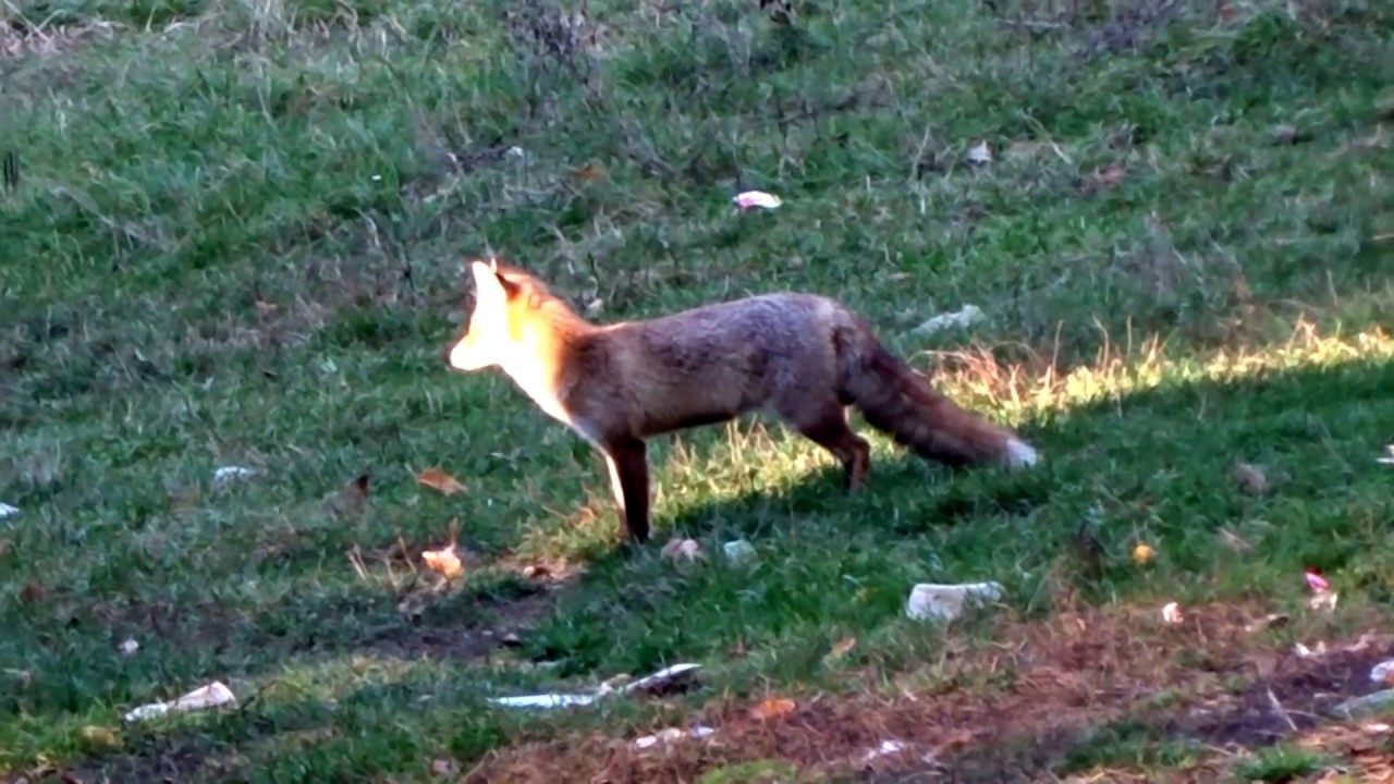 corbul si vulpea ... - YouTube