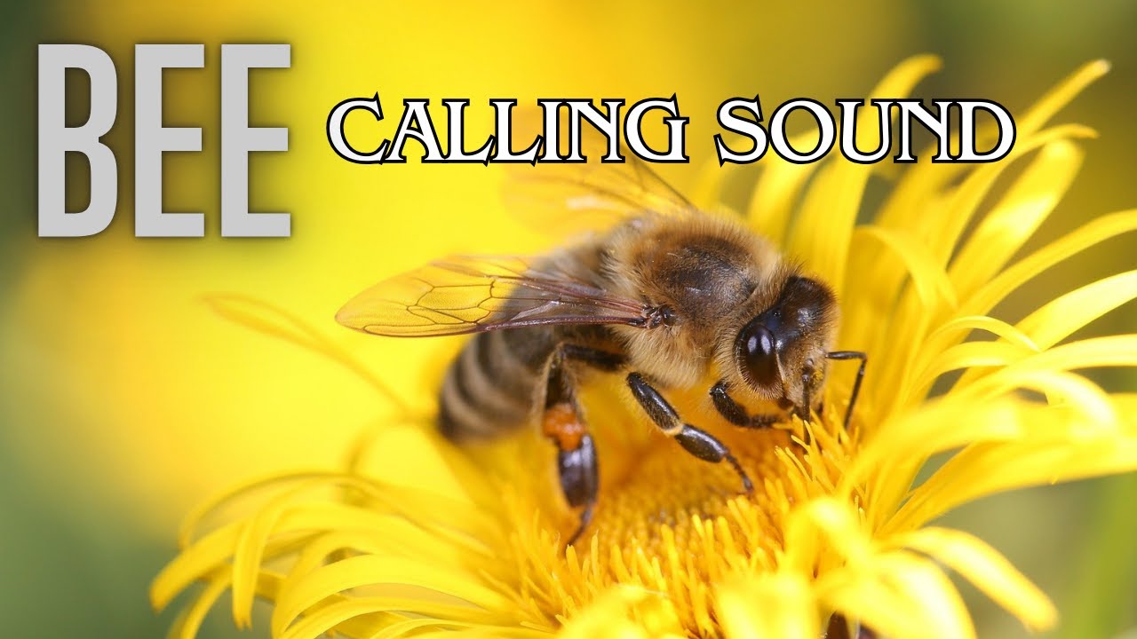 Bee Calling Sound - YouTube