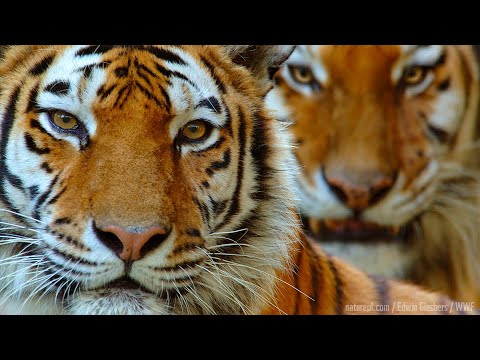 Wildlife Wednesday: Tiger II - YouTube